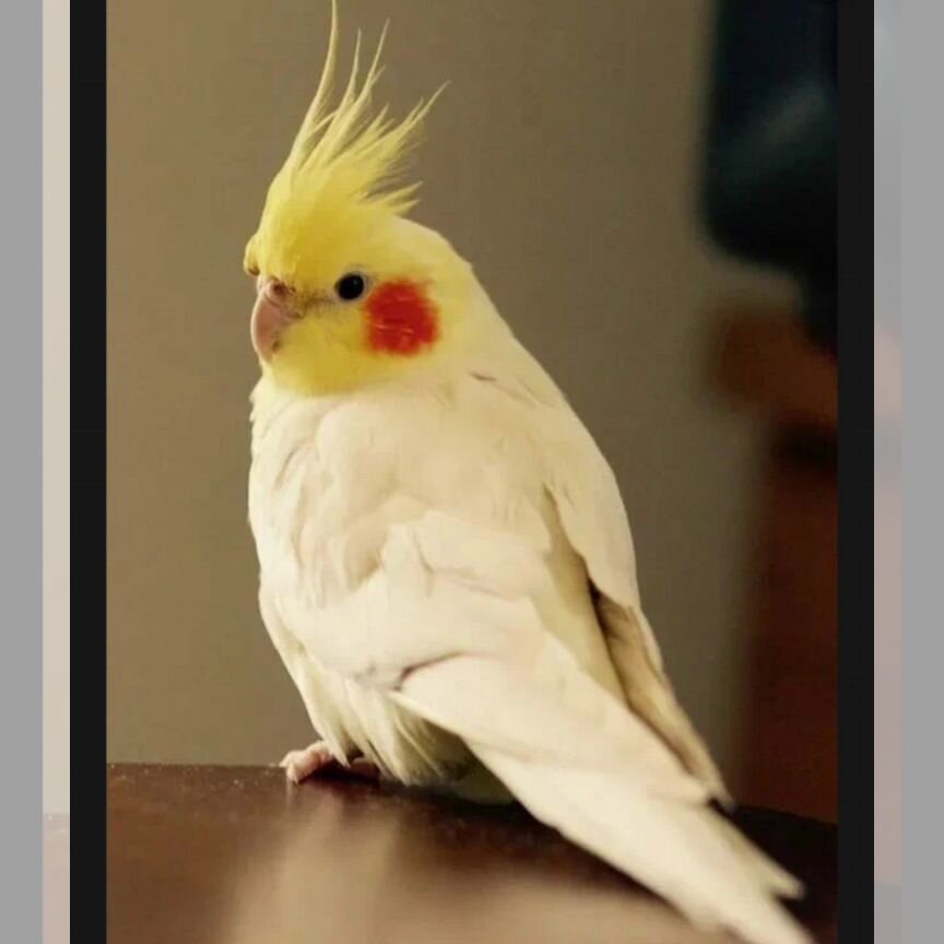 Попугай корелла