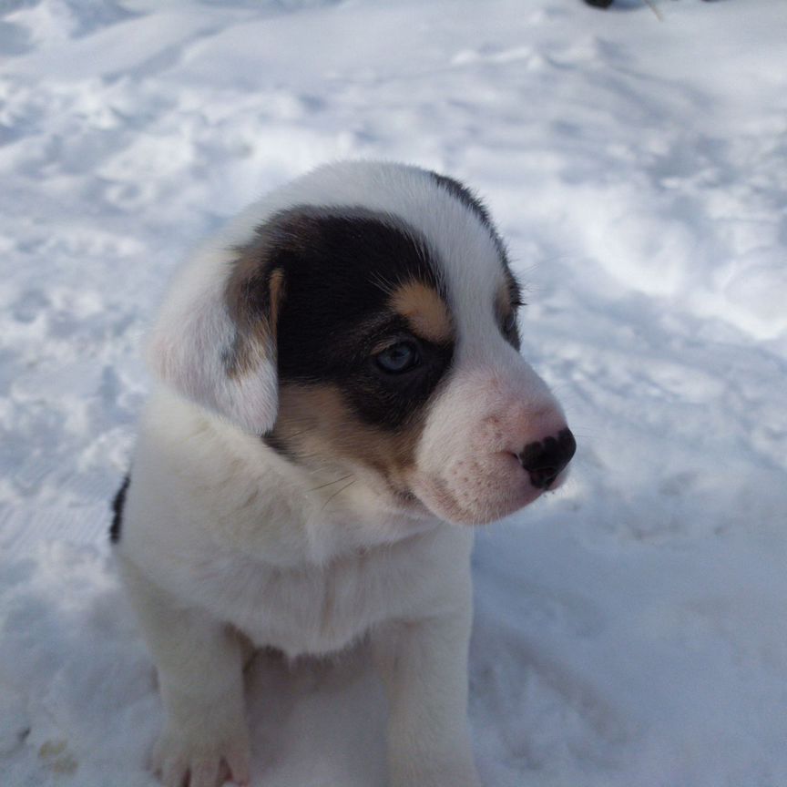 Щенок в добрые руки бесплатно