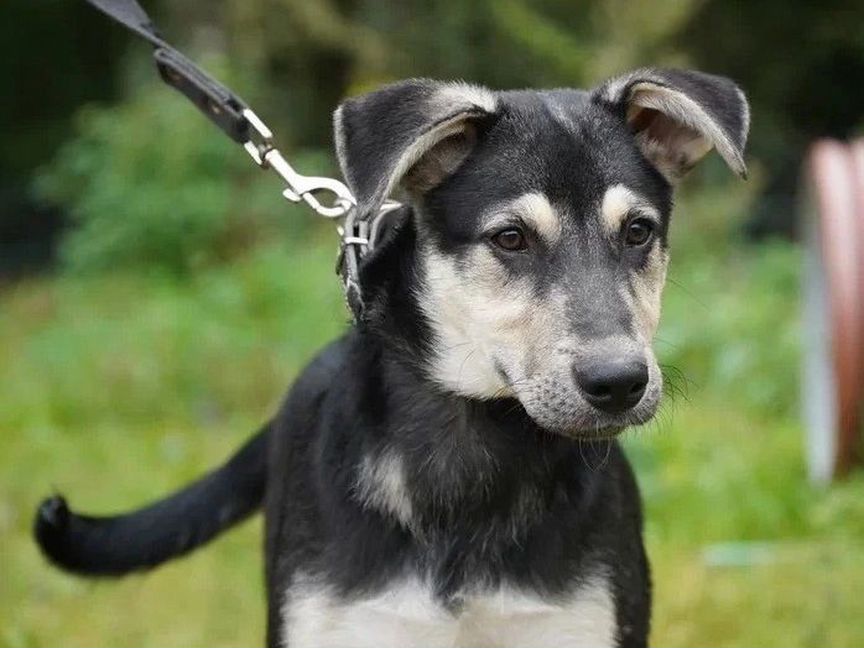 Щенок 4,5 месяца мальчик Мираж ищет дом