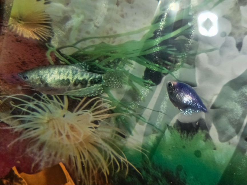 Аквариумные рыбки гурами