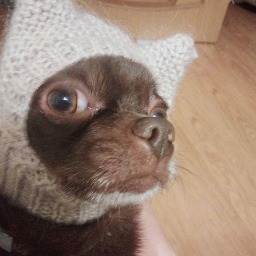 Шапочка для собак