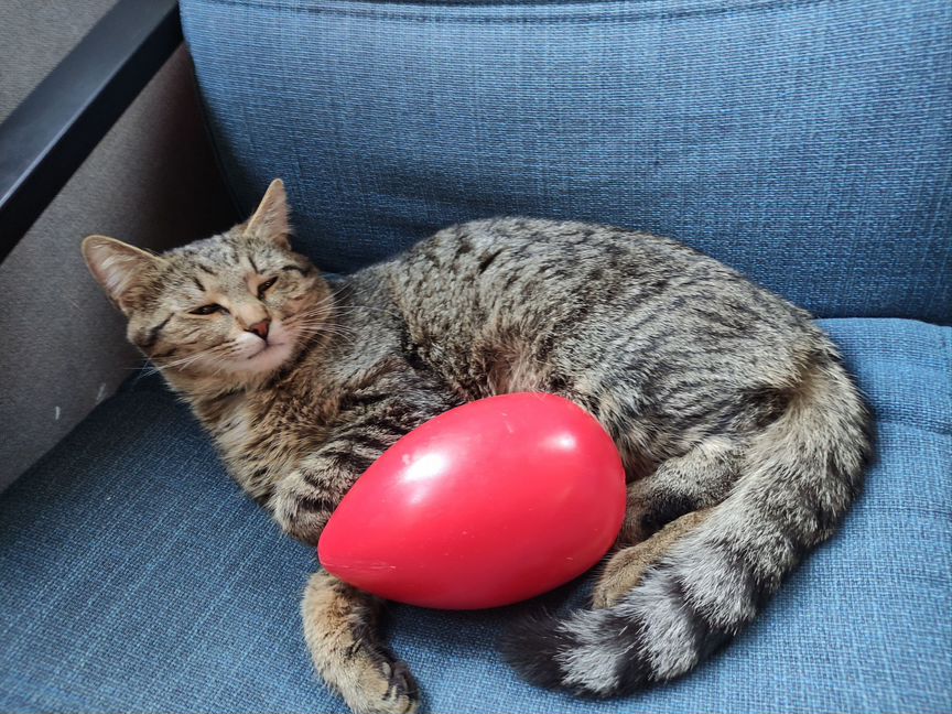 Любимая игрушка для собак Неуловимое яйцо