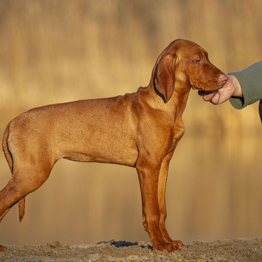 Венгерская к/ш выжла