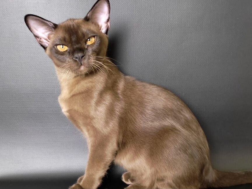 Соболиная кошечка