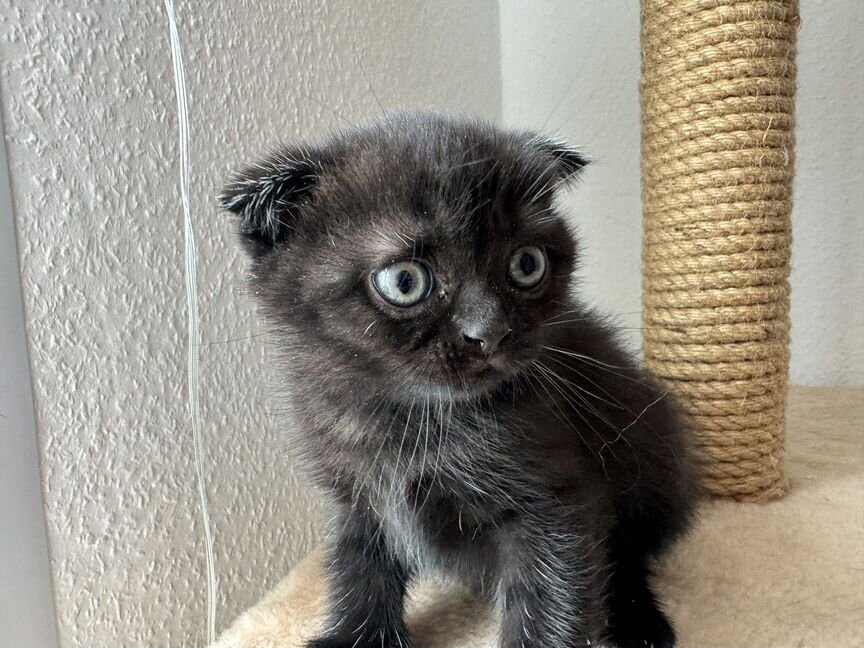 Шотландская кошка вислоухая шоколад