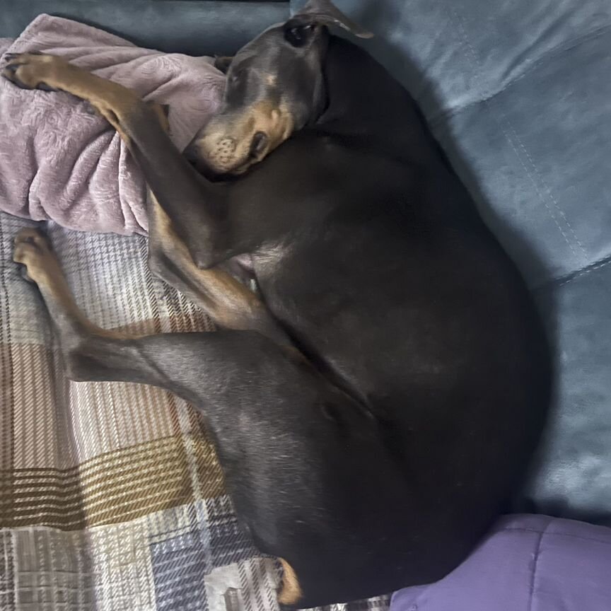 Доберман, взрослый пёс