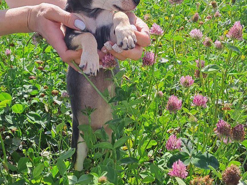 Очаровательный мальчик чихуахуа