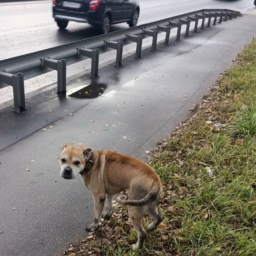 Ка-де-бо, взрослая собака