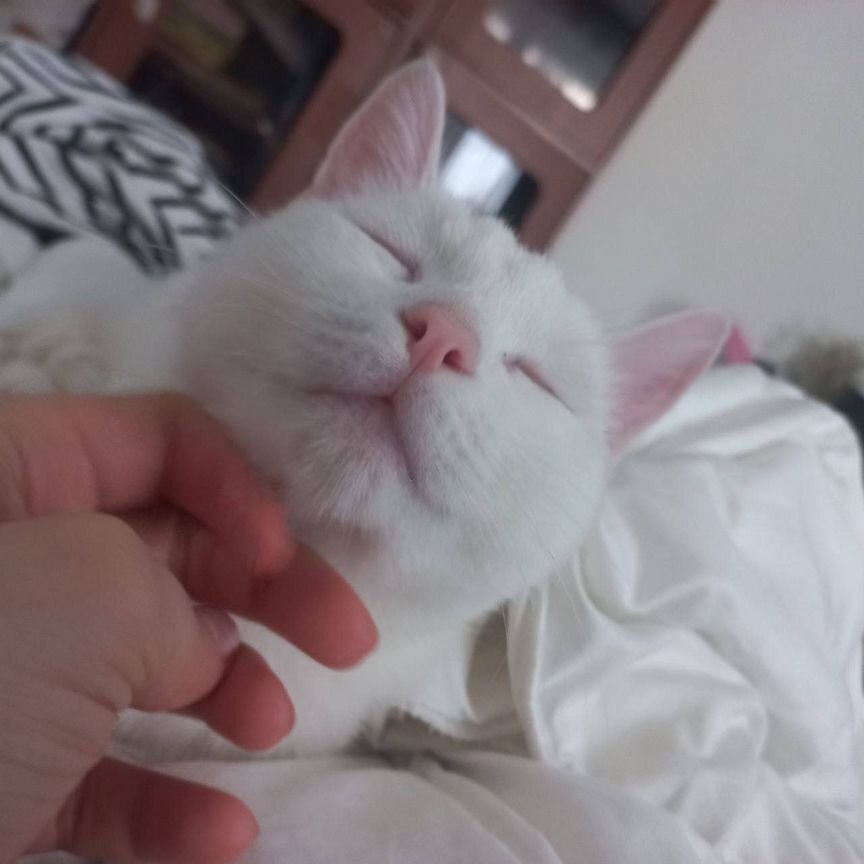 Отдам кота в добрые руки