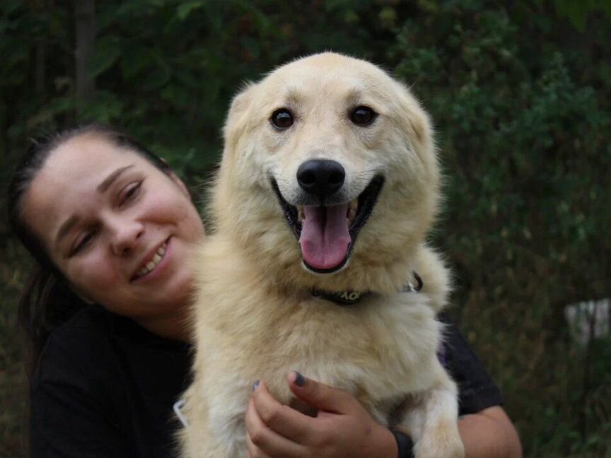 Собака из приюта в добрые руки