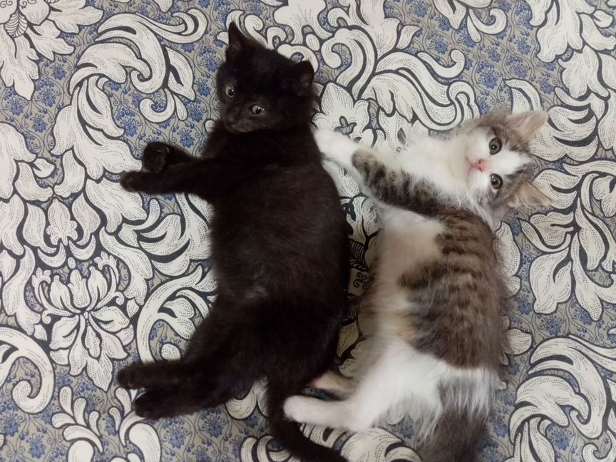 Котята