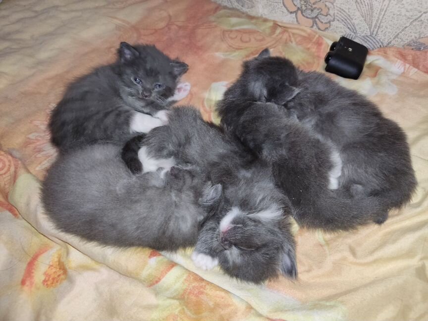 Котята бесплатно