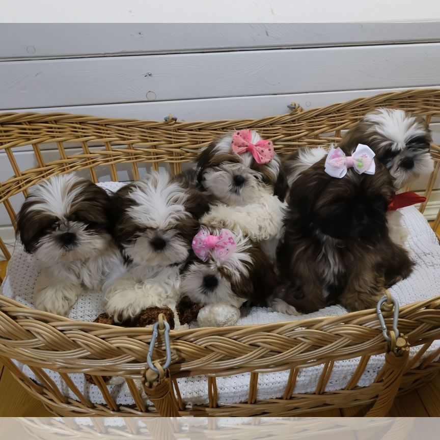 Ши-тцу, щенок