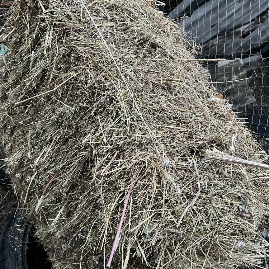 Продам сено