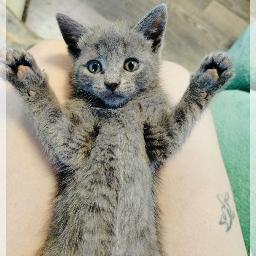 Котёнок в добрые руки