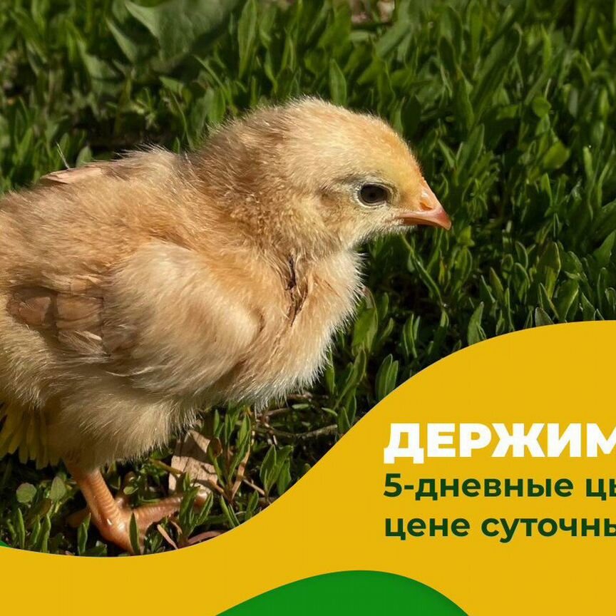 Цыплята Рэдбро суточные