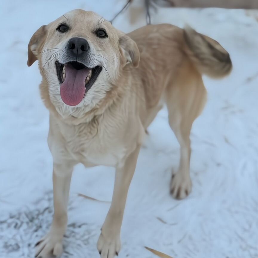 Взрослый пёс в добрые руки