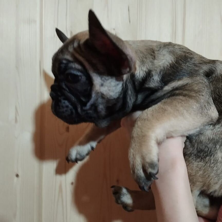 Бульдог