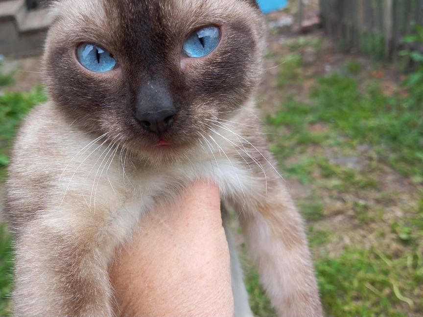 Малыш в добрые руки