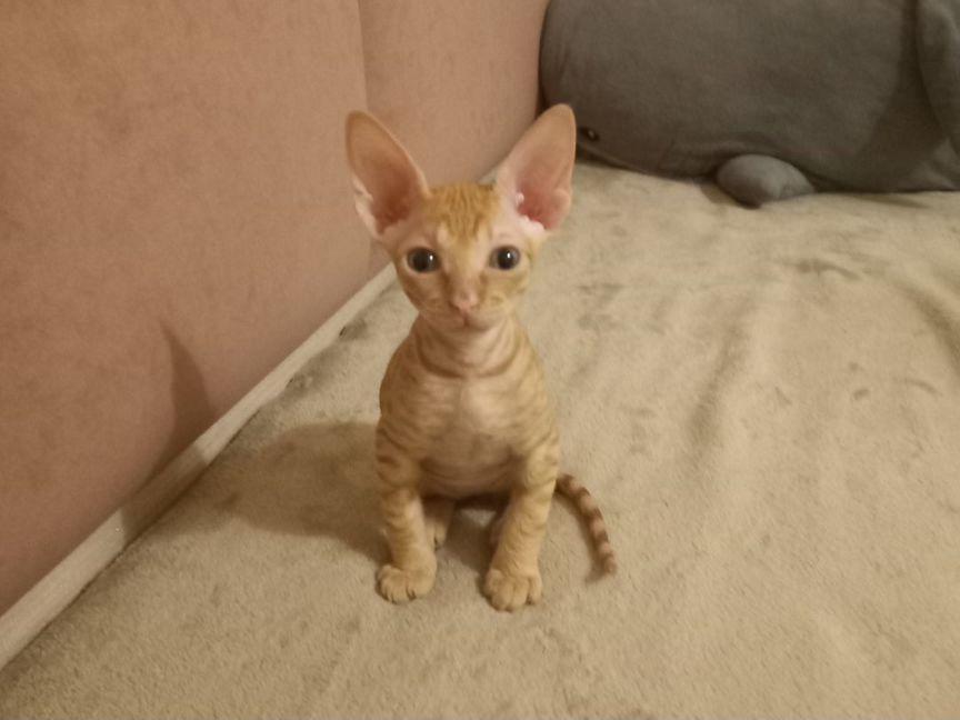 Донской сфинкс котята