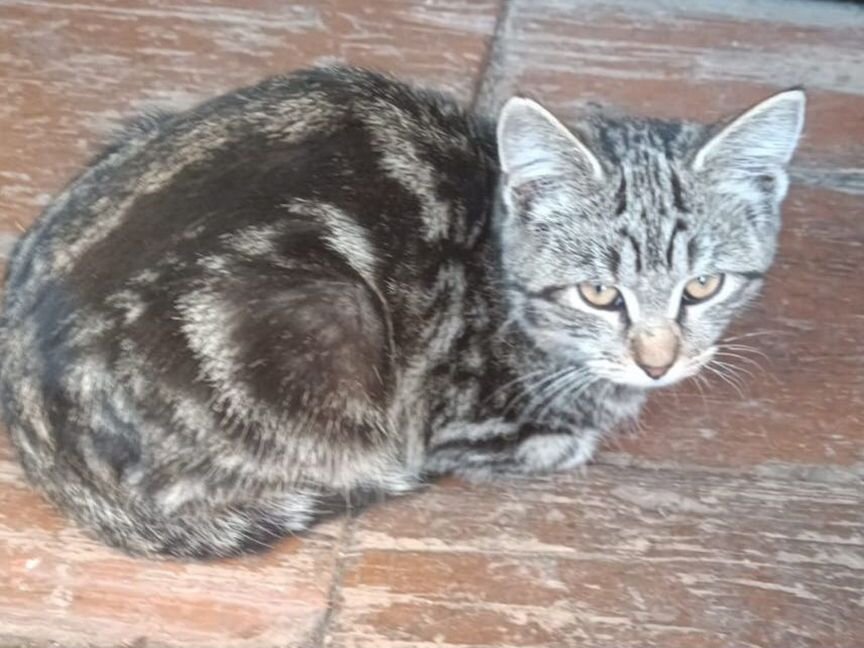 Молодая охотница, котенок мраморный, табби