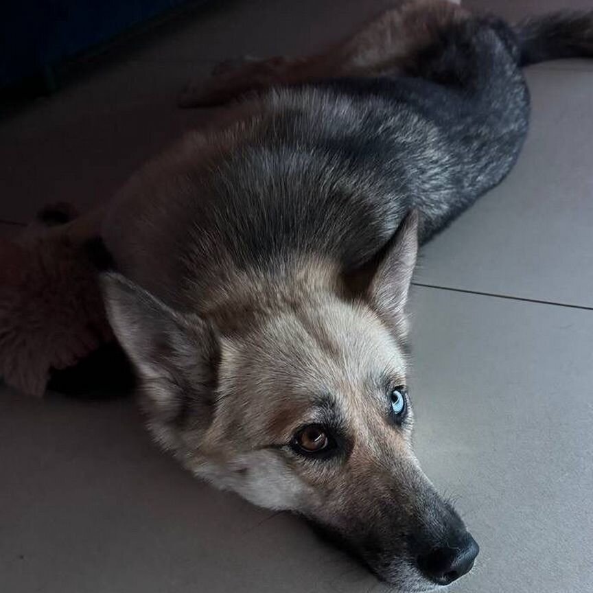 Сибирский хаски, взрослая собака