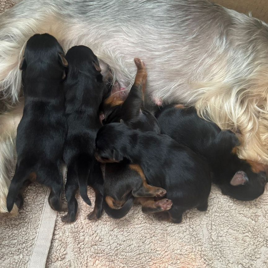 Йоркширский терьер, щенок