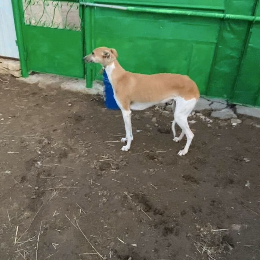 Хортая борзая
