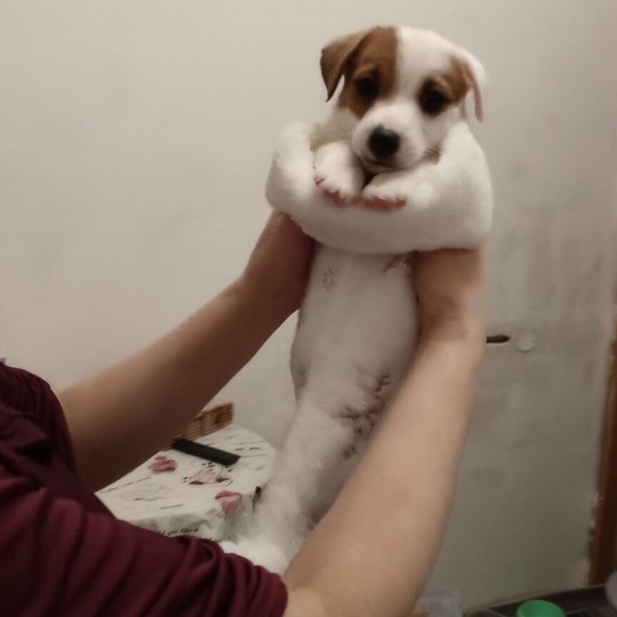 Джек-рассел-терьер, щенок