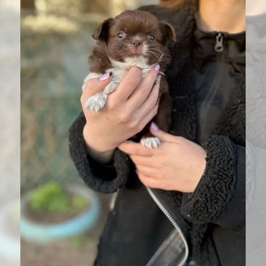 Чихуахуа, щенок