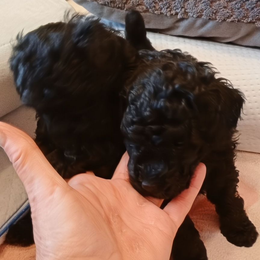 Той-пудель, щенок