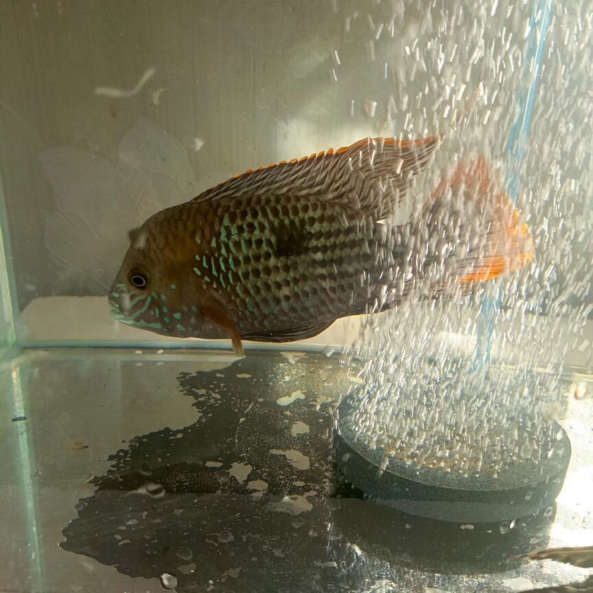 Аквариумные рыбки