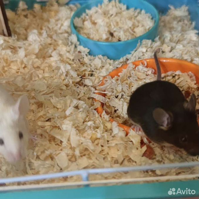 Отдам бесплатно мышей