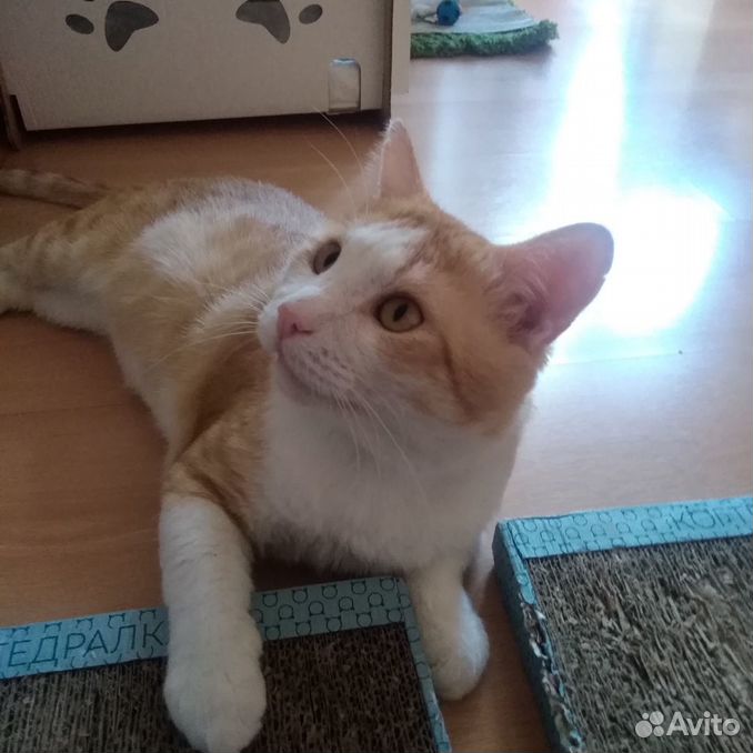 Рижий кот Эмиль ищет дом