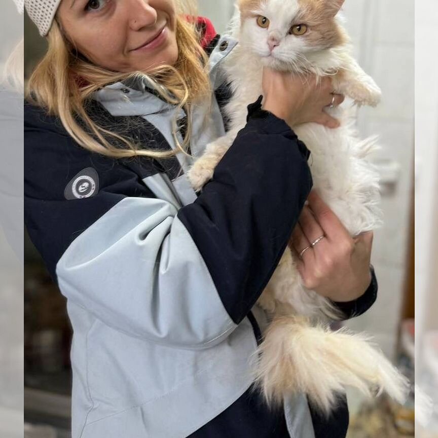 Взрослая кошка в добрые руки