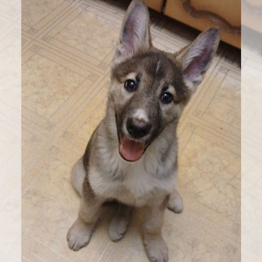 Щенок в добрые руки