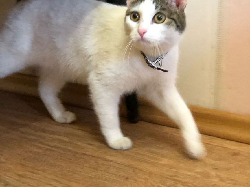 Найдена Кошка