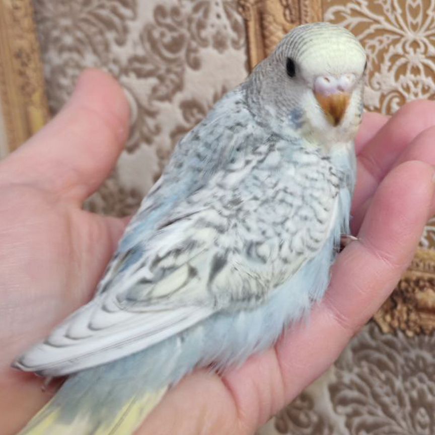 Получех самочка