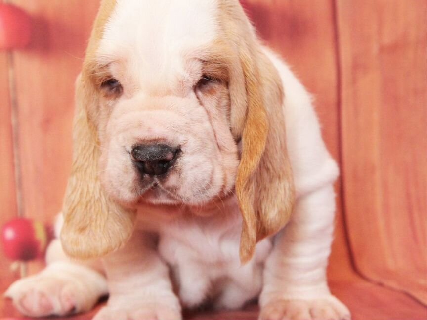 Бассет-хаунд белый мальчик