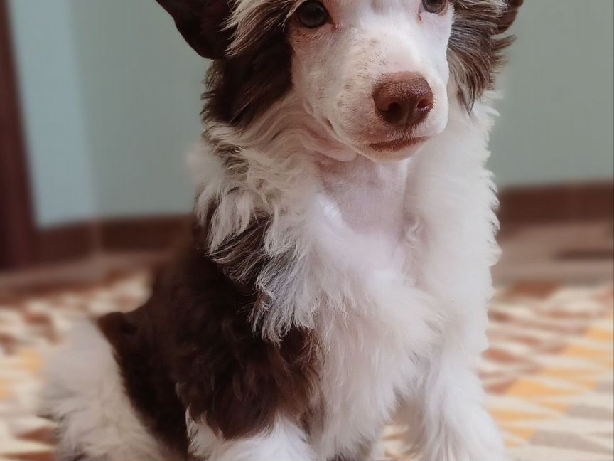 Щенки китайской хохлатой