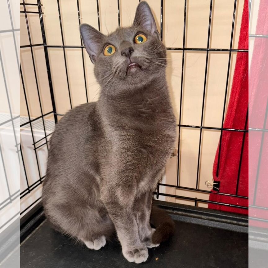 Котик 9 месяцев в добрые руки
