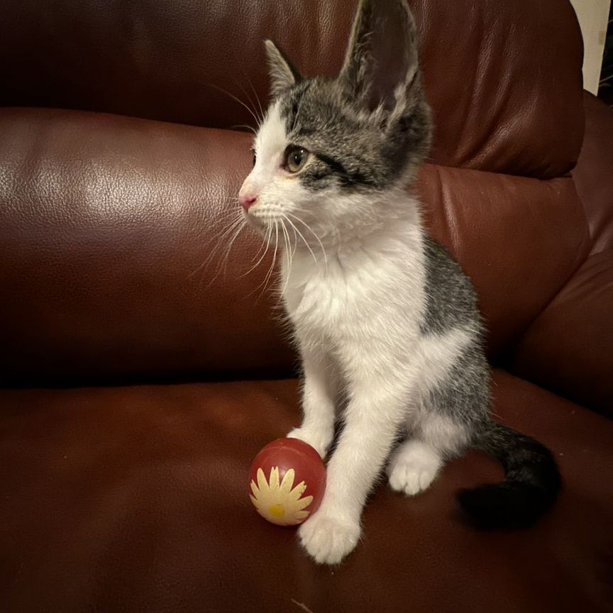 Котенок в добрые руки