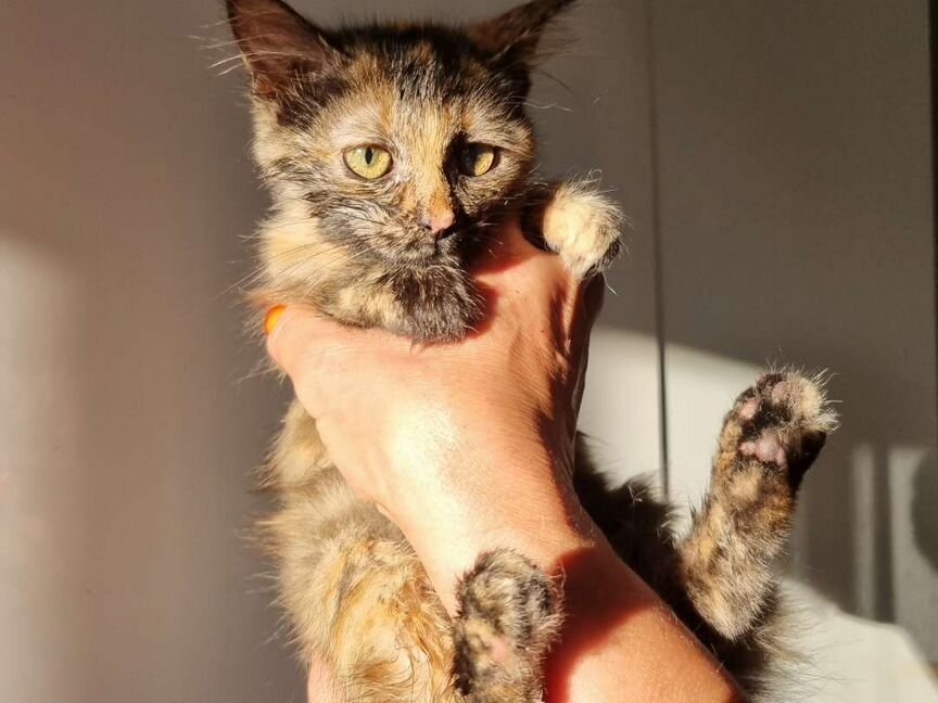 Кошка в дар бесплатно