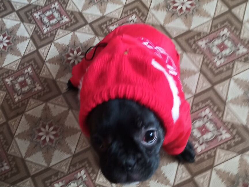 Шапка для собак