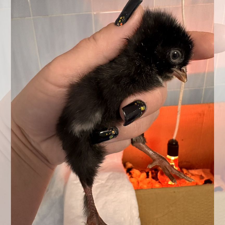 Цыплята несушки