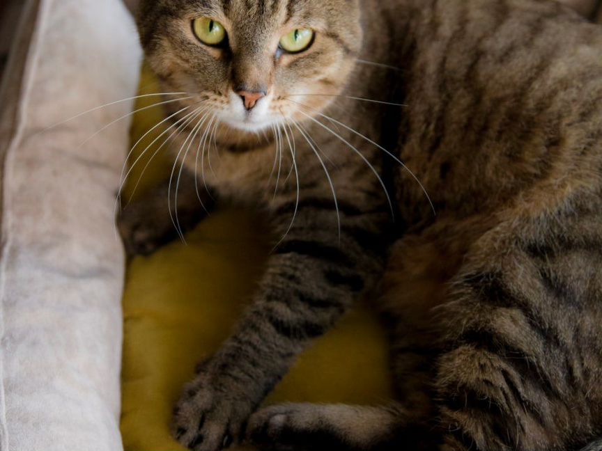 Кошка в дар