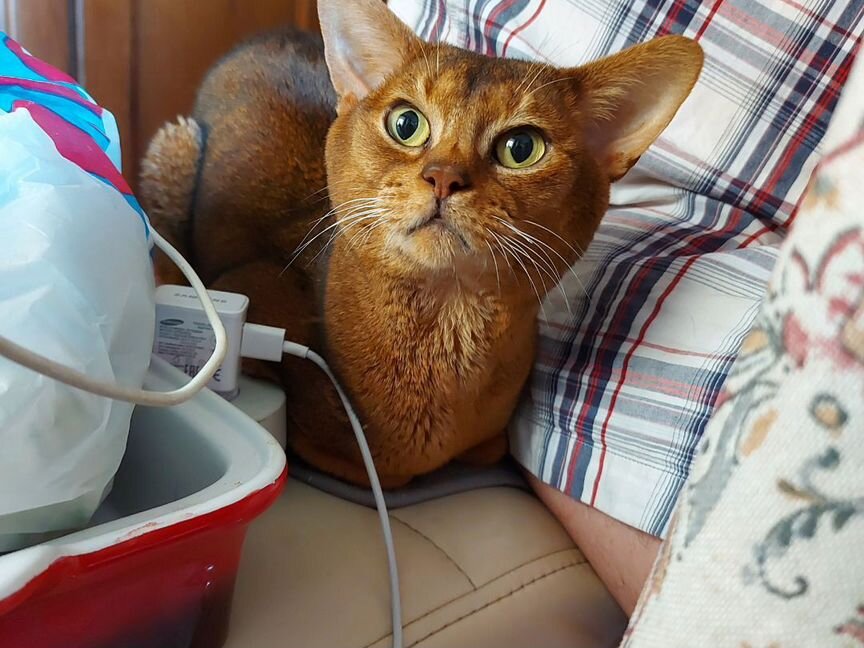 Абиссинец вязка