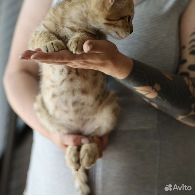 Чаузи ф2 супер крови