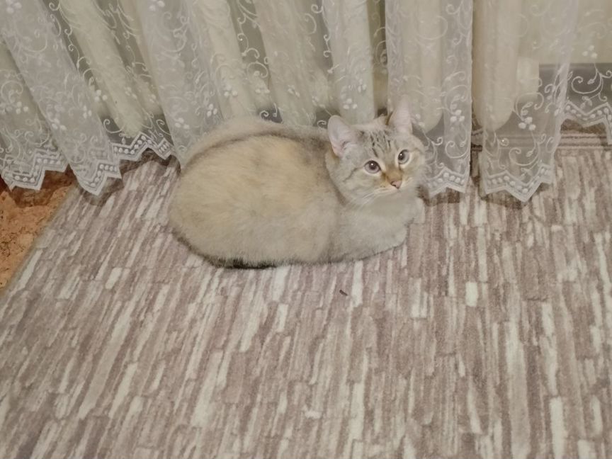 Отдам кошку в добрые руки стерилизована