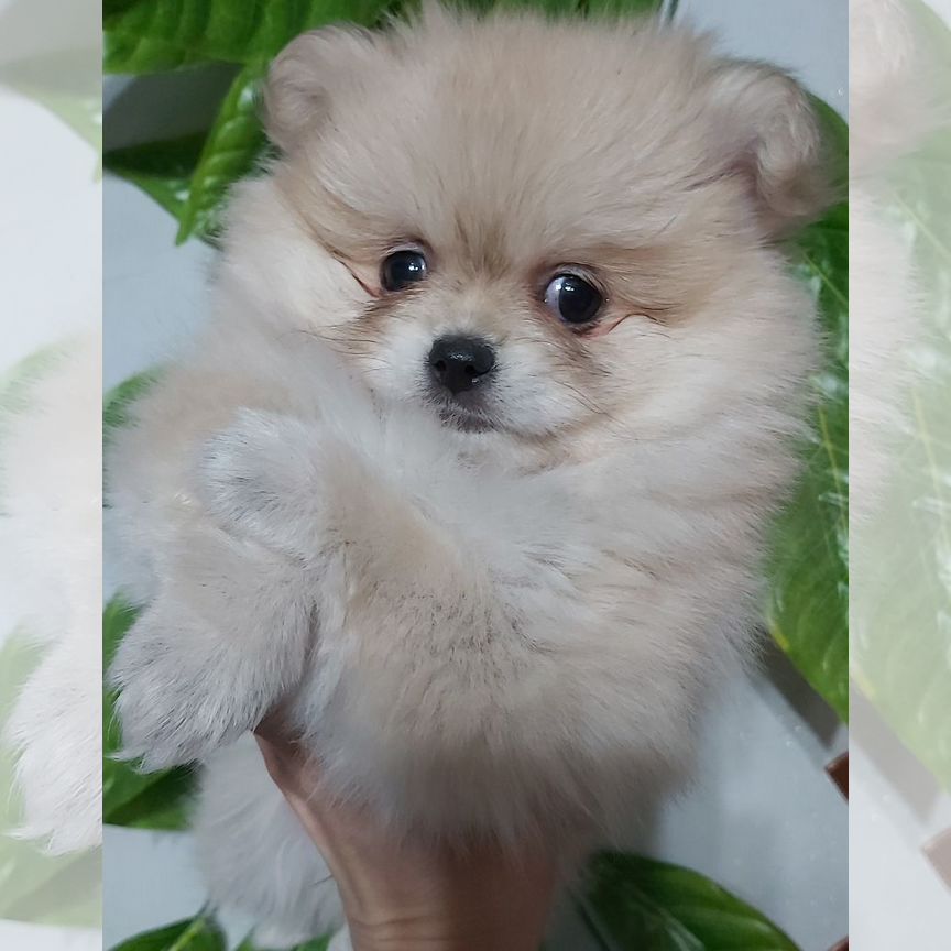 Щенки чихуахуа